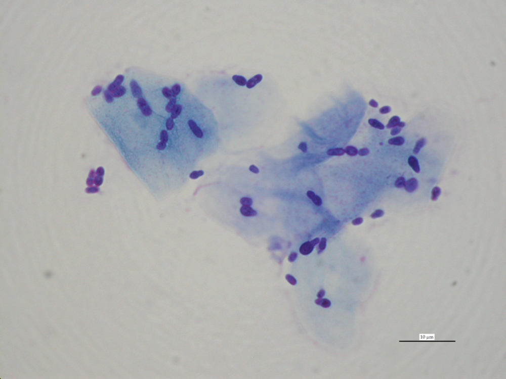 Comment prendre en charge l’otite à Malassezia chez le chien ? - CHV ...