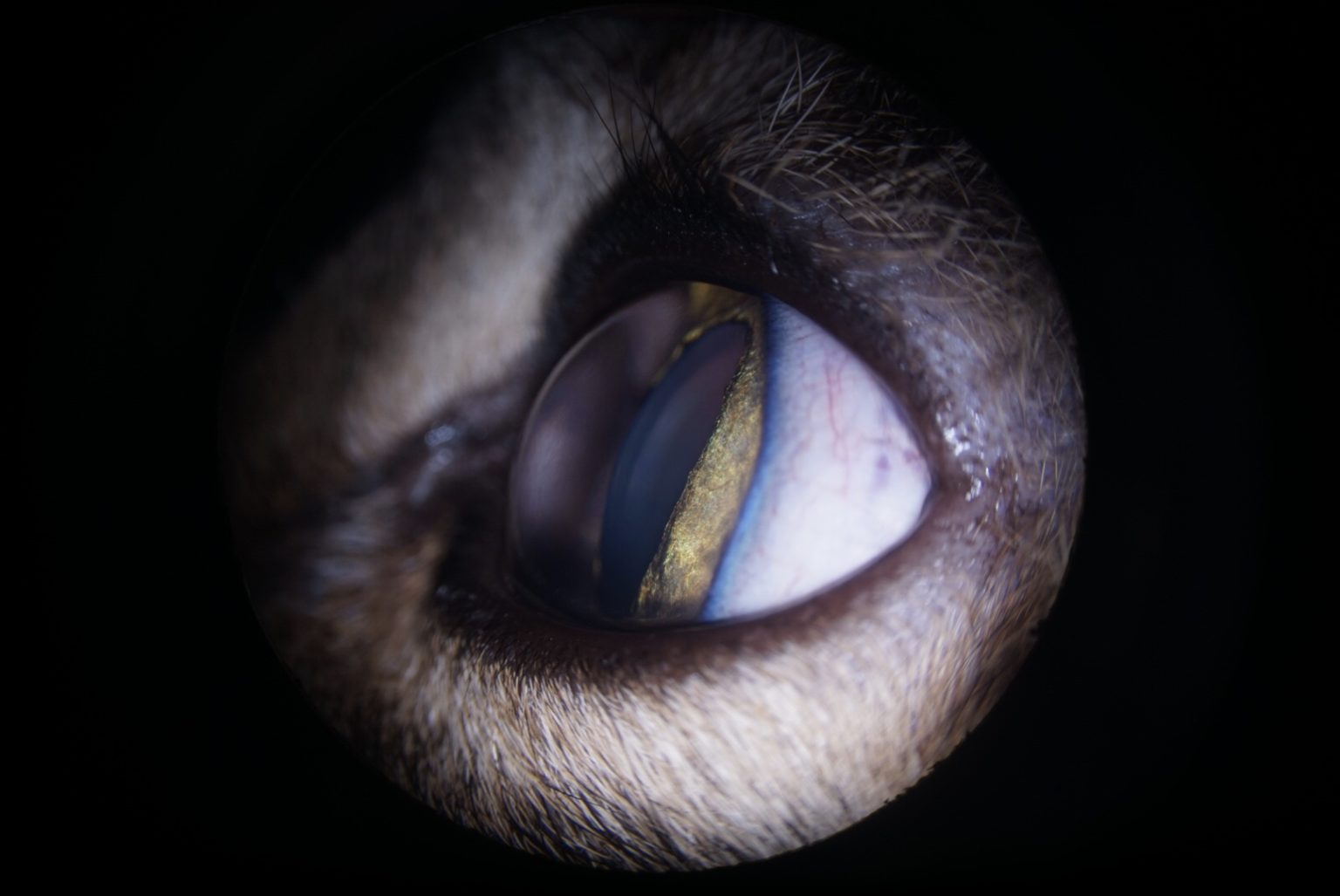 Ophtalmologie : Quel est votre diagnostic ? (Juillet 2021) - CHV Saint ...