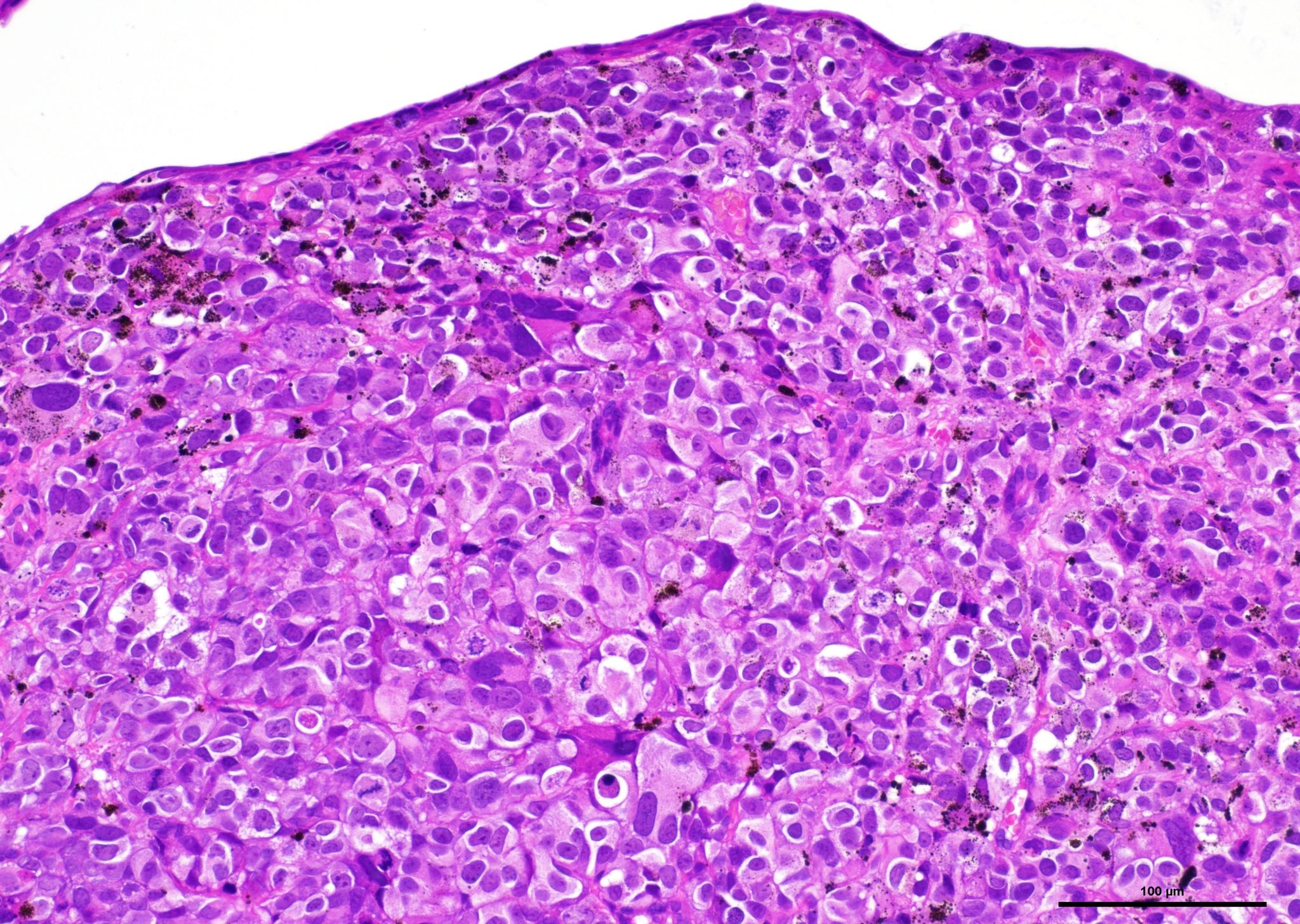Tumeur de la membrane nictitante chez un lapin - CHV Saint-Martin